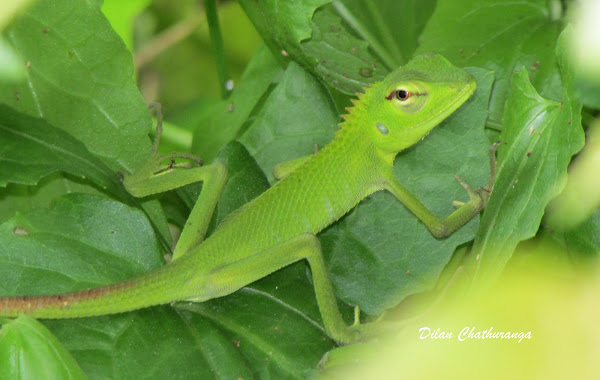 Juvenile of Green Forest Lizard | Project Noah