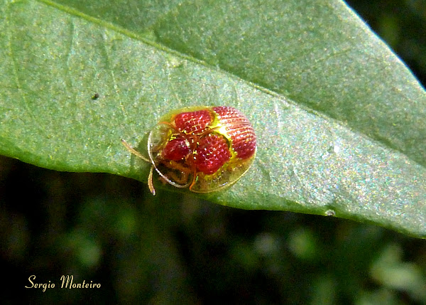Red and gold tortoise beetle | Project Noah