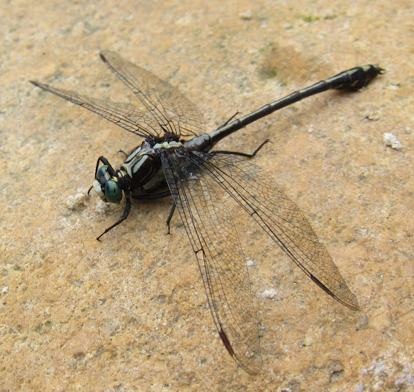 Clubtail Dragonfly | Project Noah