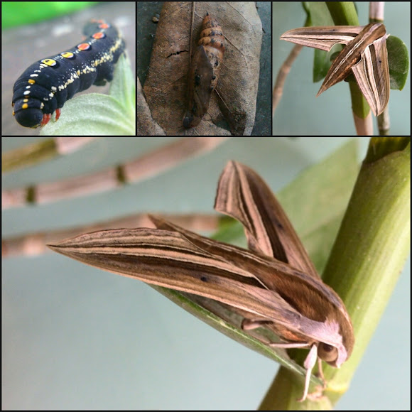 Impatiens Hawk Moth | Project Noah