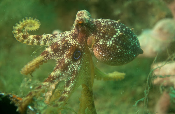 Occelated Blue-ringed Octopus/Mototi Octopus | Project Noah