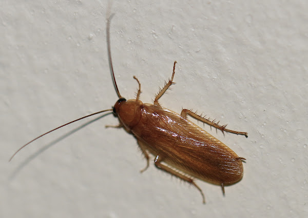 Cockroach | Project Noah