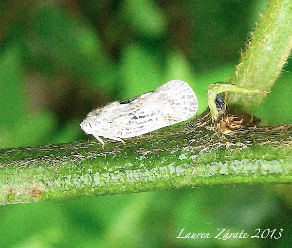 Flatid Hopper | Project Noah