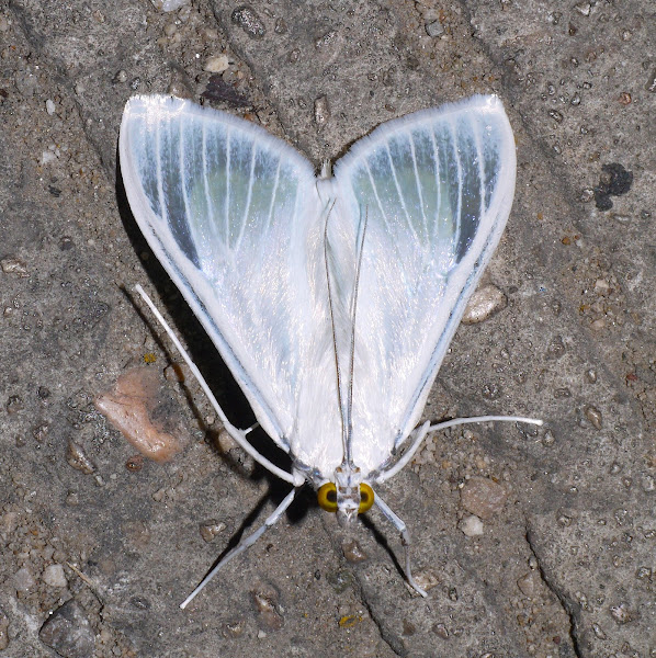 Satin White Moth | Project Noah