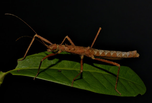 Stick Insect, Phasmid - Female | Project Noah