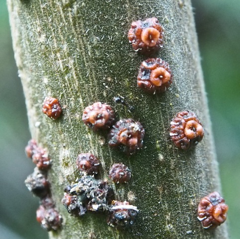 Wax Scale | Project Noah