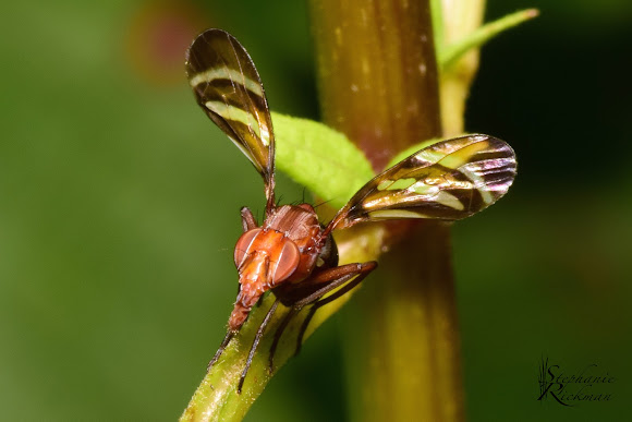 Signal Fly | Project Noah