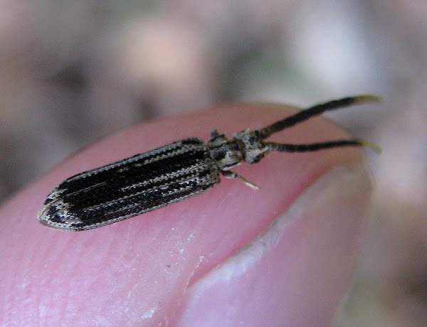 Stick Beetle | Project Noah