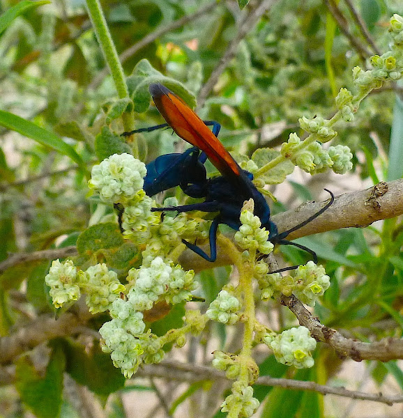 Giant Tarantula Hawk Wasp | Project Noah