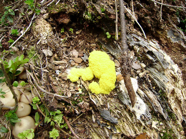 Fuligo séptica | Project Noah