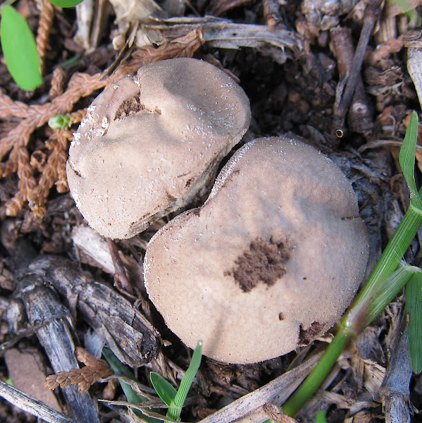 Puffballs | Project Noah