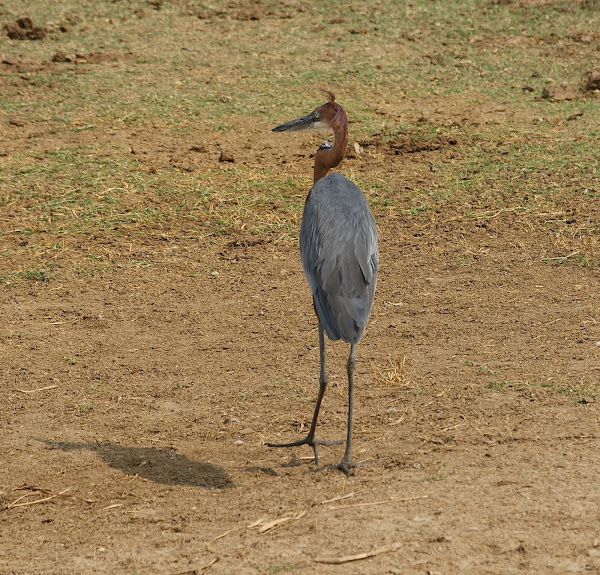 Goliath Heron | Project Noah