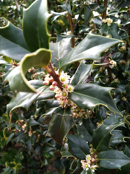 Blue Princess Holly | Project Noah