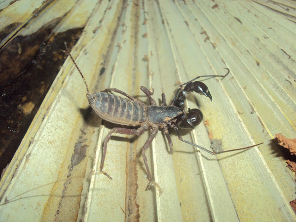 Whip scorpion or Vinegarone | Project Noah