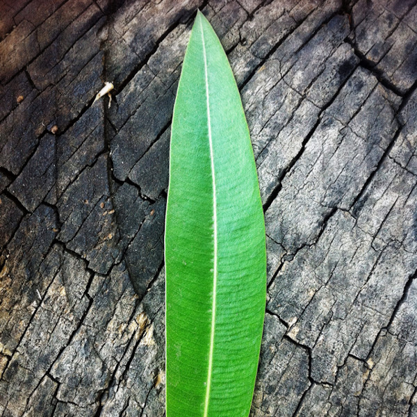 Rosa laurel | Project Noah