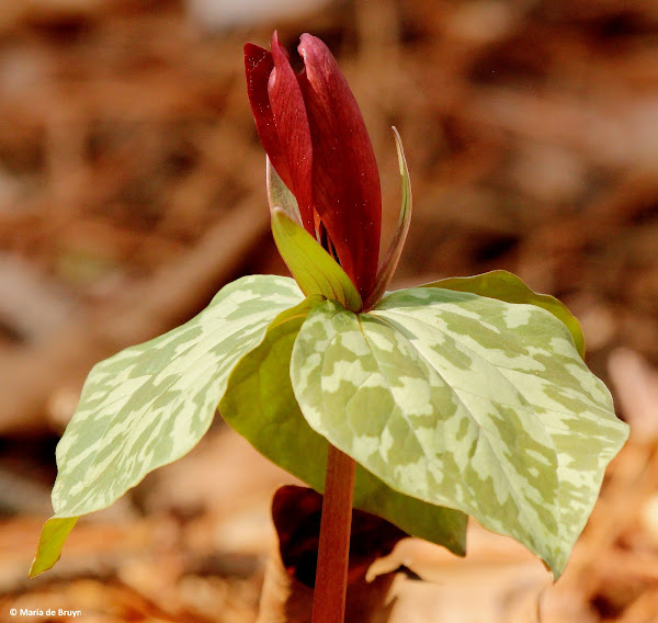 Sweet Betsy | Project Noah