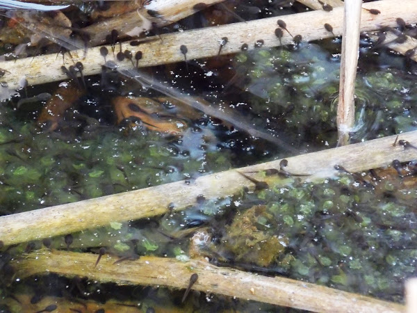 Green Frog and Tadpoles | Project Noah