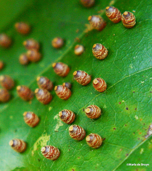 Gall wasp galls | Project Noah