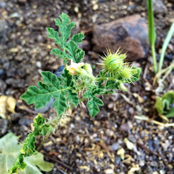 Buffalobur Nightshade | Project Noah