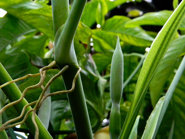 arrowhead (plant/vine), goosefoot, nephthytis | Project Noah