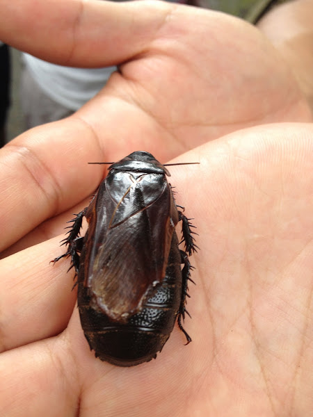 Brown Banded Cockroach | Project Noah