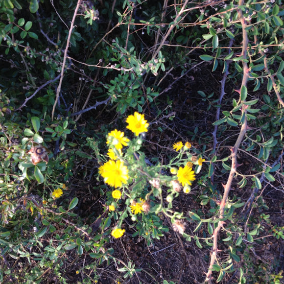 Unknown | Project Noah