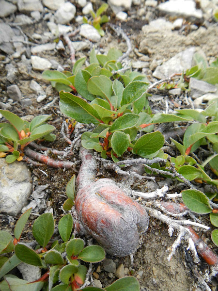 Arctic Willow | Project Noah