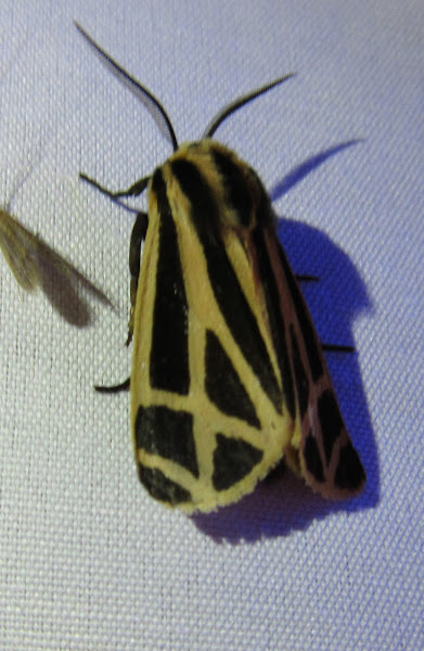 Harnessed Tiger Moth | Project Noah