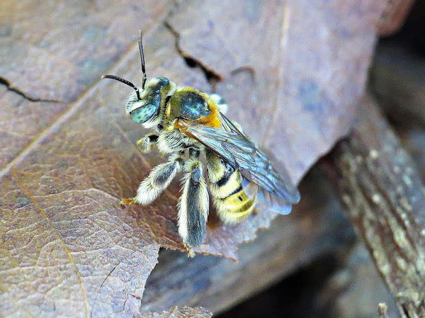 Exomalopsis sp. | Project Noah