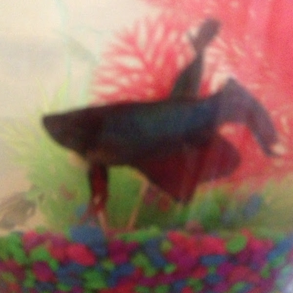 Betta | Project Noah