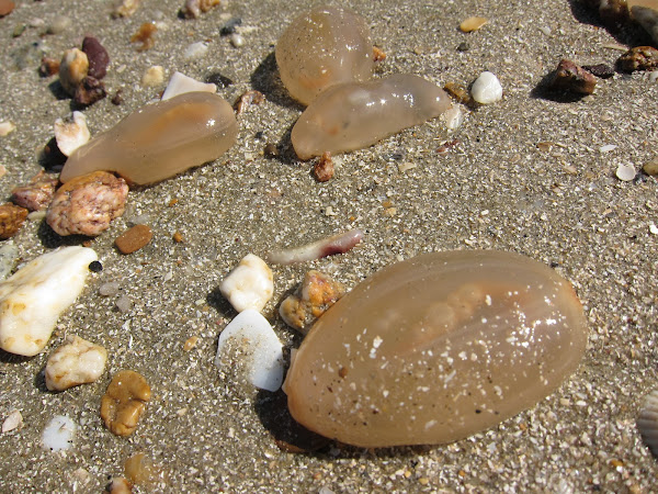 Sea cucumber ( family Molpadiidae) | Project Noah