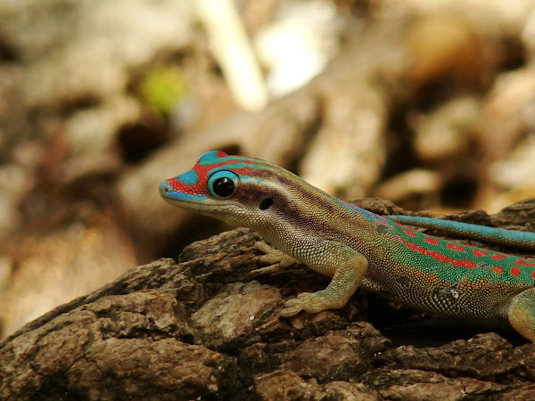 Mauritius ornate day gecko | Project Noah
