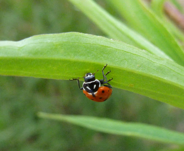 Convergent Ladybug | Project Noah