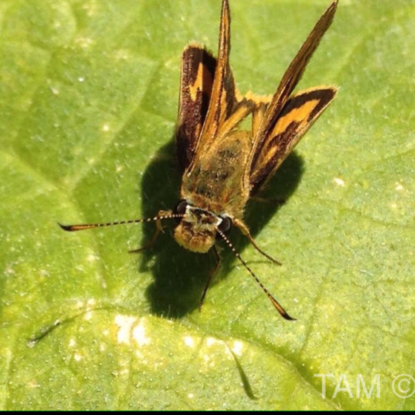 Green Grass Dart-Skipper Butterfly | Project Noah