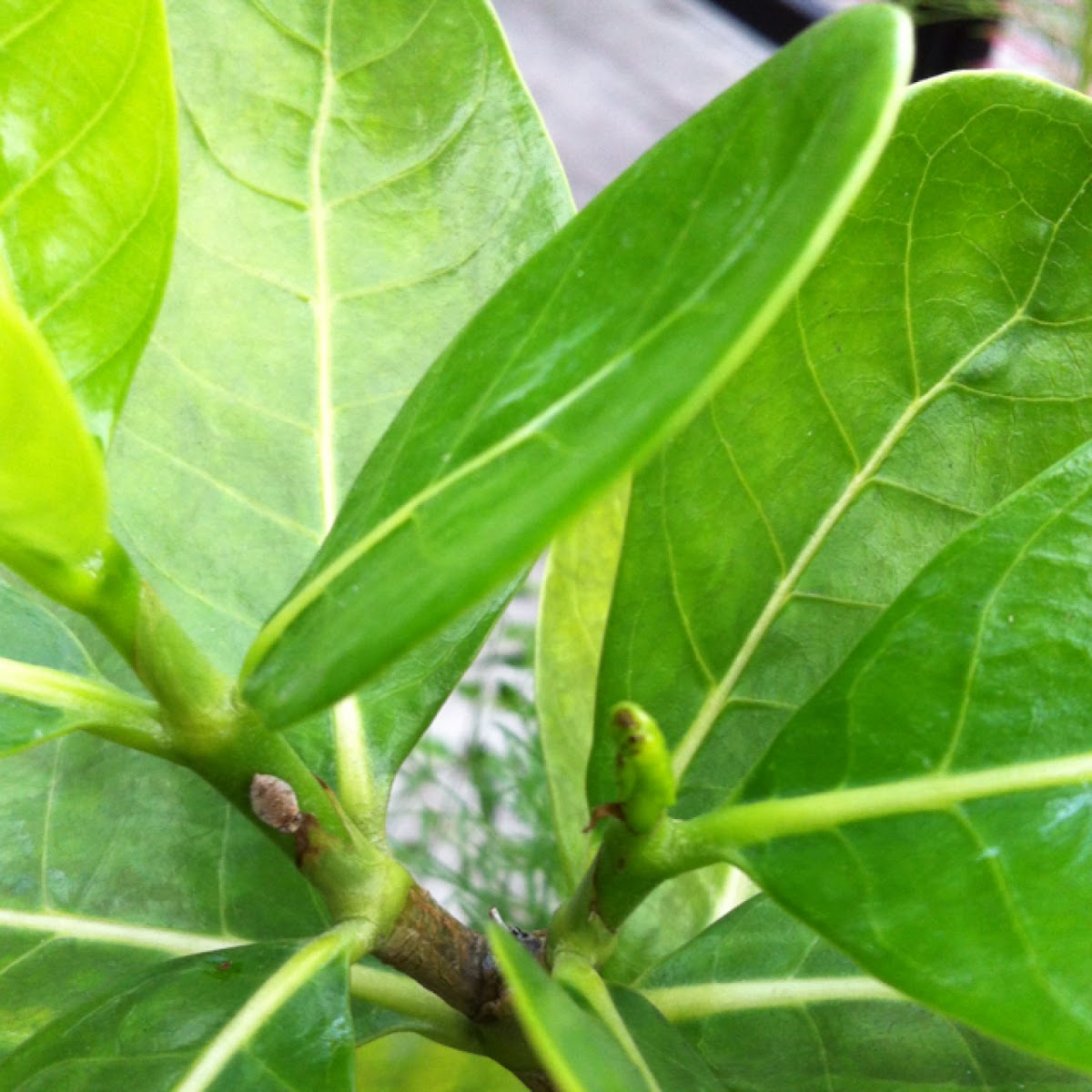 Leaf hopper | Project Noah