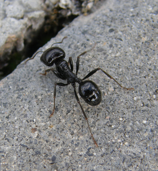 Harvester ant | Project Noah