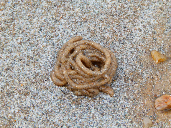 Rag worm/sand worm cast | Project Noah