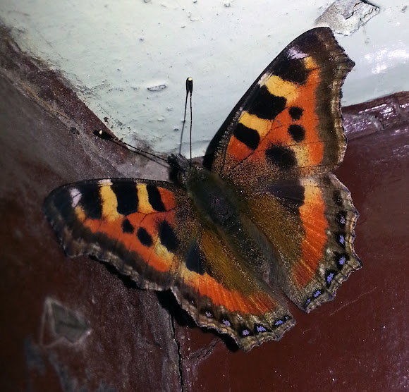 Indian Tortoiseshell | Project Noah