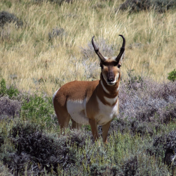 pronghorn antelope | Project Noah