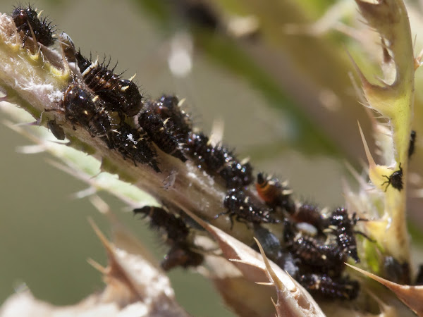 tiny ladybug nymphs | Project Noah