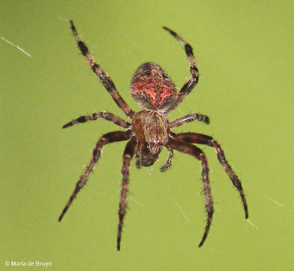 Arabesque orb weaver spider | Project Noah