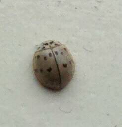 Ashy Gray Lady Beetle | Project Noah