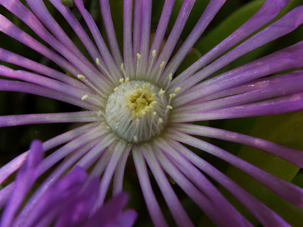 Rounded Noon-flower | Project Noah