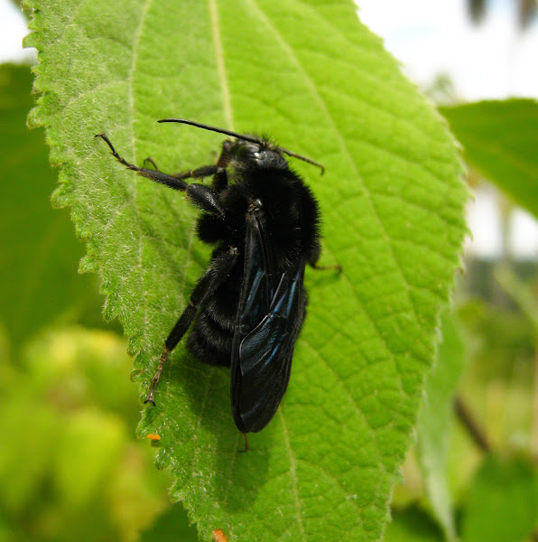 Mamangava | Project Noah