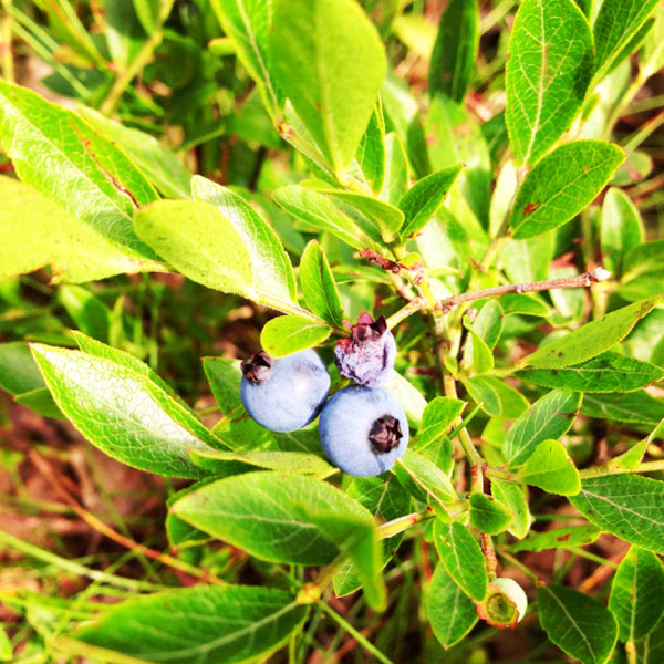 Lowbush blueberry | Project Noah