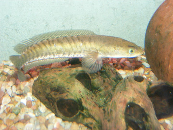 Common Snakehead | Project Noah