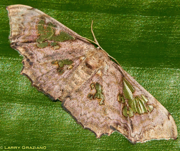 Geometrid Moth | Project Noah