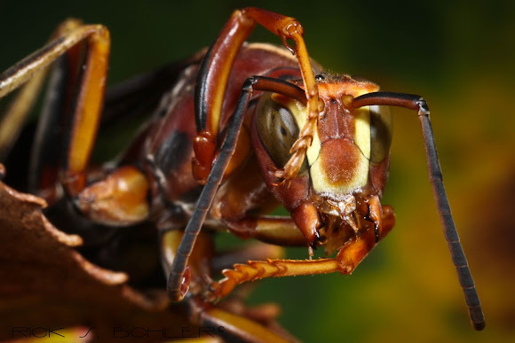 Red Wasp | Project Noah