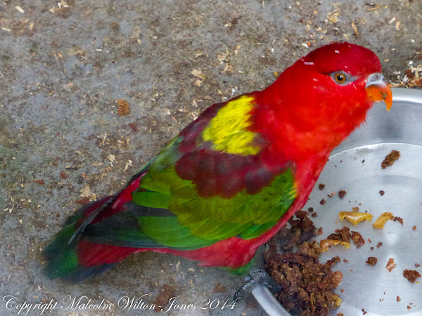 Chattering Lory | Project Noah