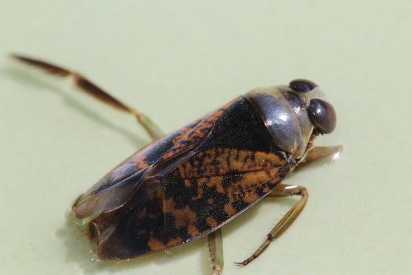 Common Backswimmer | Project Noah